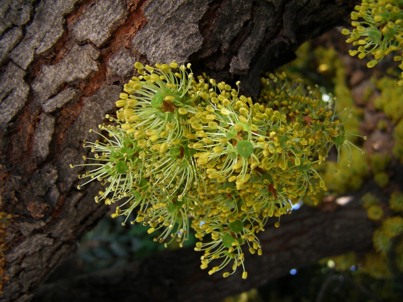 Karob - Dom i Ogród - Allegro.pl