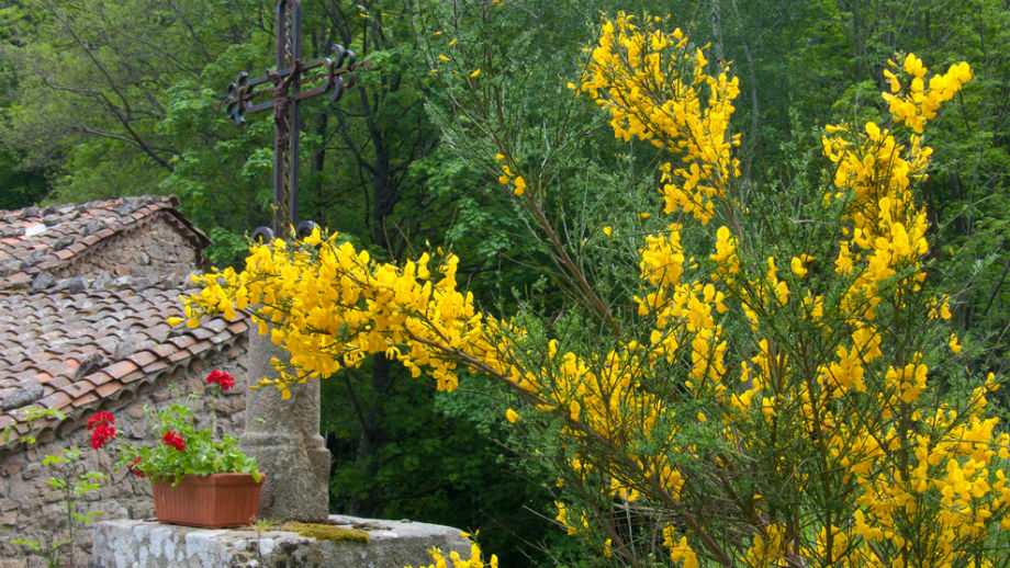 Żarnowce – jak uprawiamy szczodrzeńce w ogrodzie? - Allegro.pl