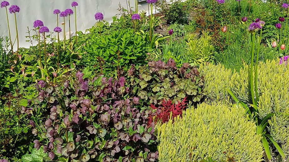 Trvalky na zahradu a zahrádku - Allegro