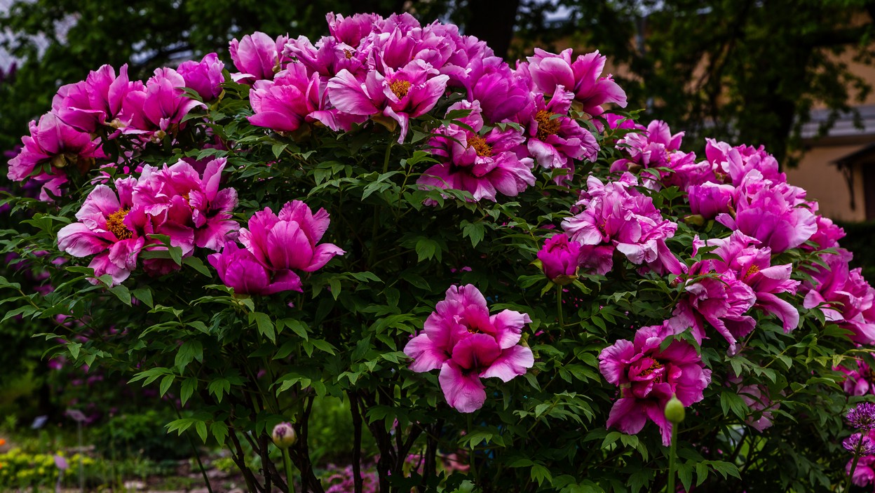 Piwonia drzewiasta – odmiany, uprawa i pielęgnacja. Kiedy sadzić ...