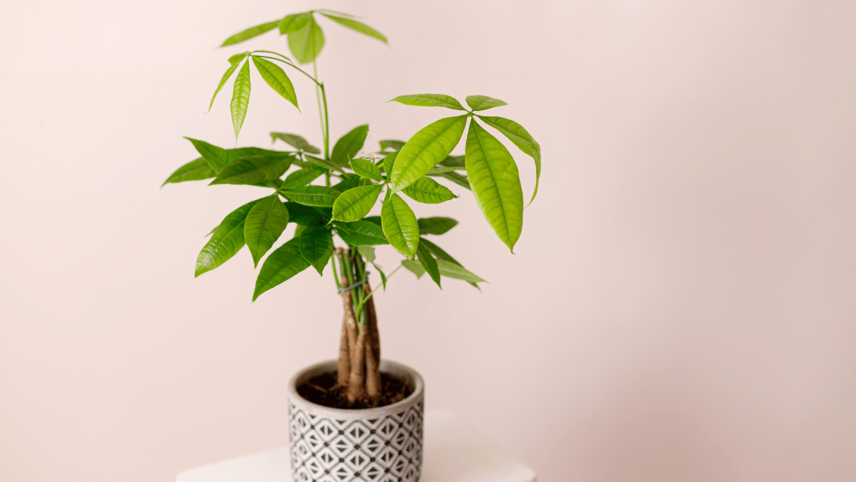 Pachira wodna – egzotyczne drzewko szczęścia. Jak je pielęgnować? - Allegro.pl