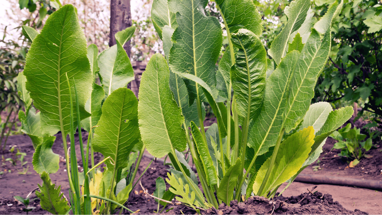 Chrzan pospolity – jak go sadzić i uprawiać w ogrodzie - Allegro.pl