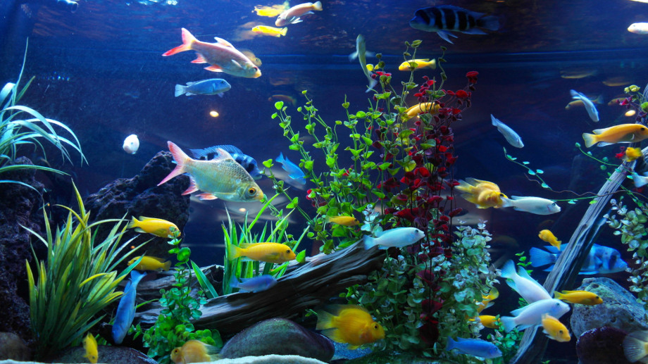 Rybki, ślimaki i krewetki ‒ jakie gatunki łączyć ze sobą w jednym ...