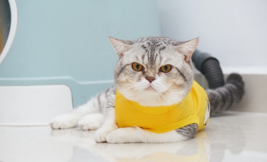 Żywienie kota w okresie rekonwalescencji. 10 wskazówek jak dobrze ...