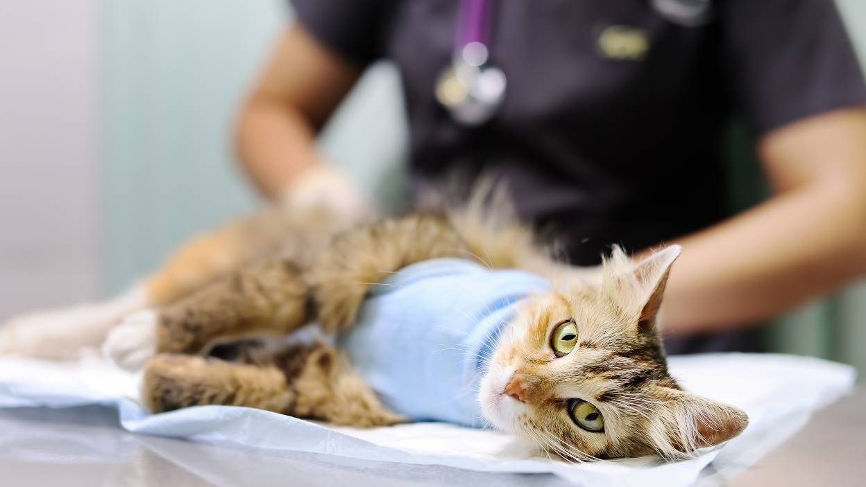 Żywienie kota w okresie rekonwalescencji. 10 wskazówek jak dobrze ...