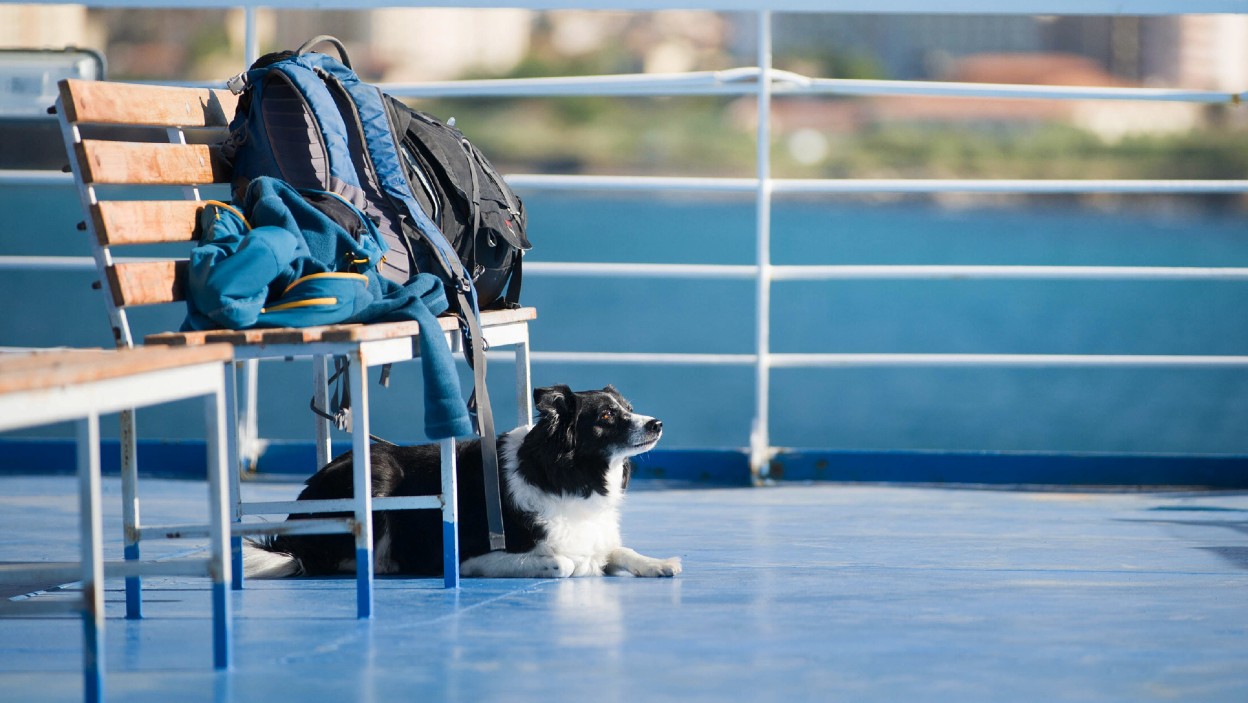 Wiosenny weekend z psem - Allegro.pl