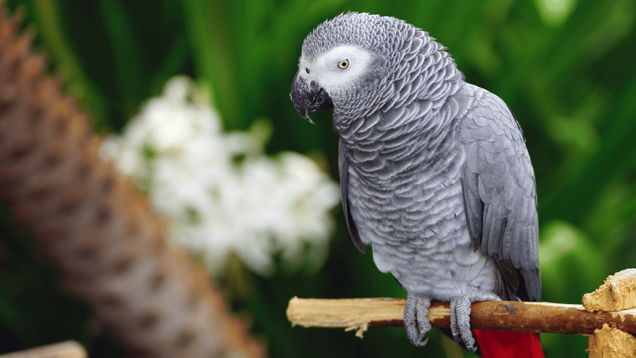 Papuga Żako - jak dbać o gadającą papugę i nauczyć ją mówić? - Allegro.pl