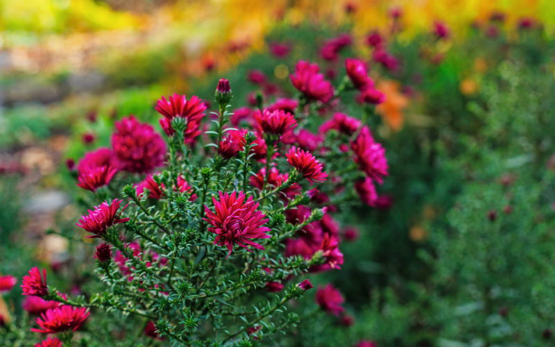 Rośliny jesienne: kwiaty, byliny sezonowe oraz wieloletnie. Wybierz ...