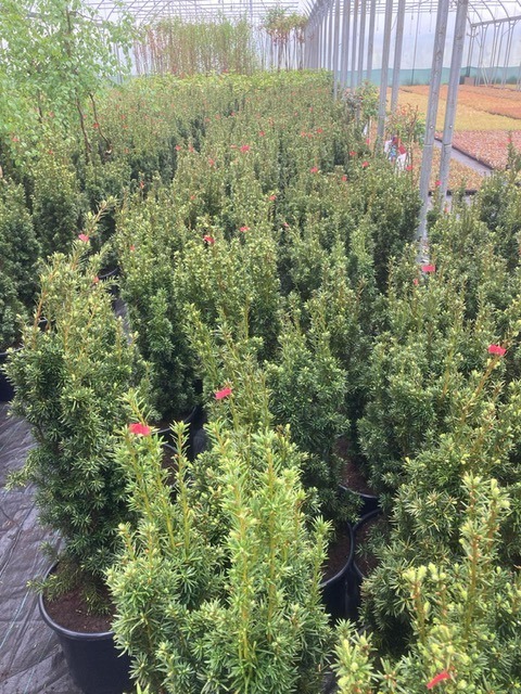 cis Hicksi wysokość do 1 metra | Piskorzów | Kup teraz na Allegro Lokalnie