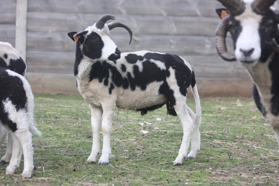 Baran św.Jakuba, owca Jakuba, baranek | Morawica | Ogłoszenie na ...