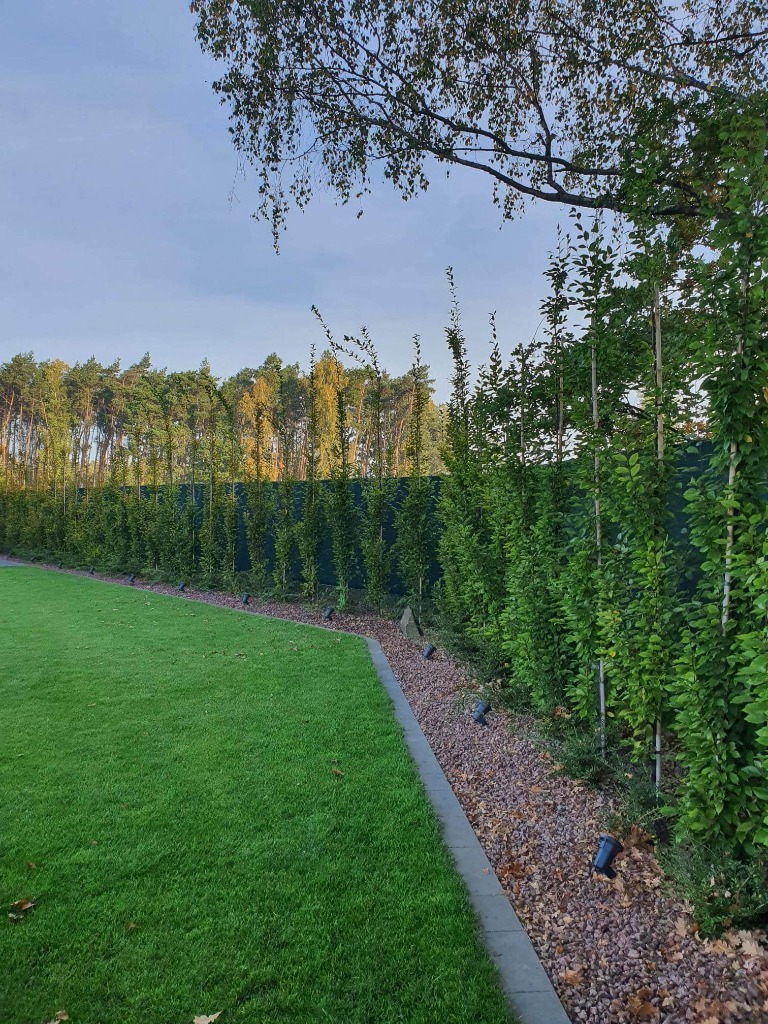 Grab Fastigiata 300cm-400 cm kolumnowy 209 szt. | Nowe Tłoki | Kup ...