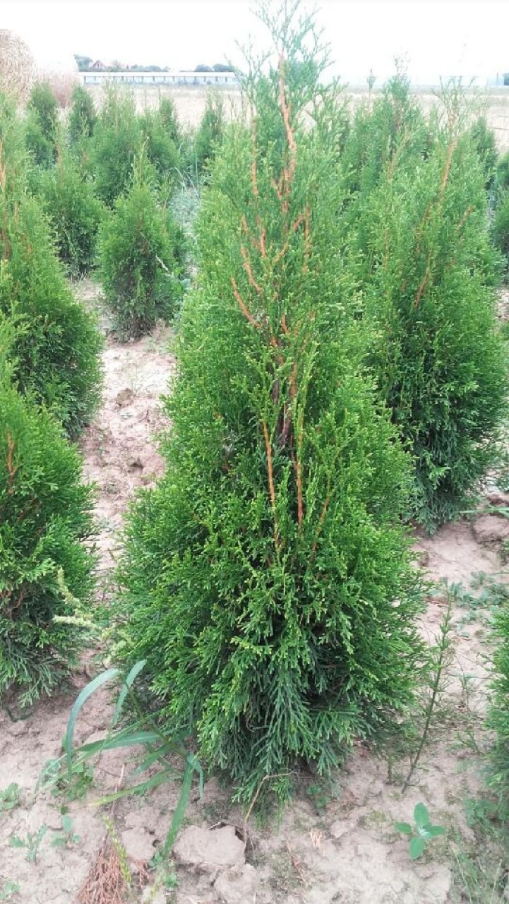 Tuja Thuja Szmaragd Gęsta | Maciejowice | Kup teraz na Allegro Lokalnie