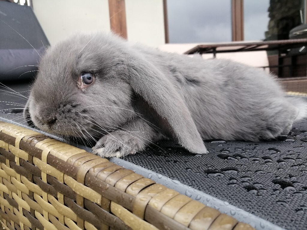 Baran Francuski Królik - Niska cena na Allegro.pl