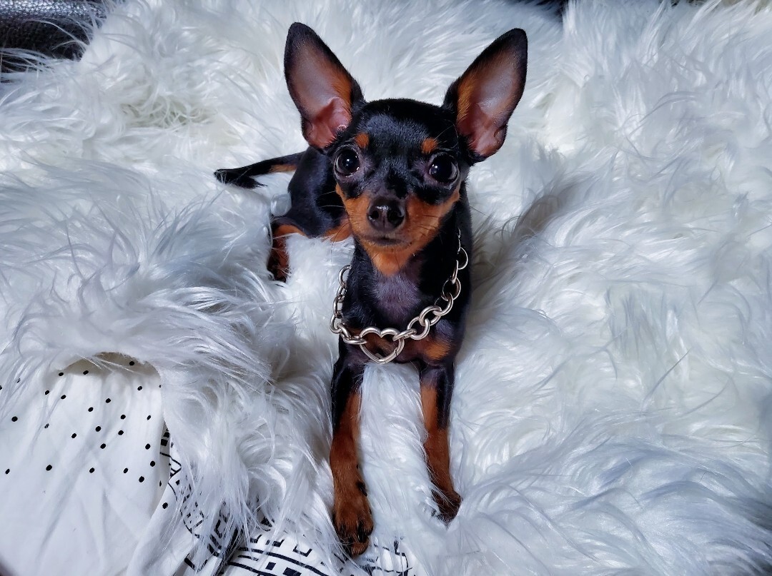 Praski Ratler - mniejszy od pinczer miniaturowy | Sopot | Ogłoszenie na ...