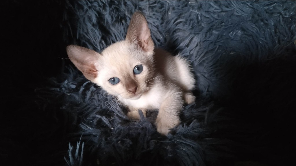 Kot koty kotki kocięta tonkijskie | Wlewsk | Ogłoszenie na Allegro Lokalnie