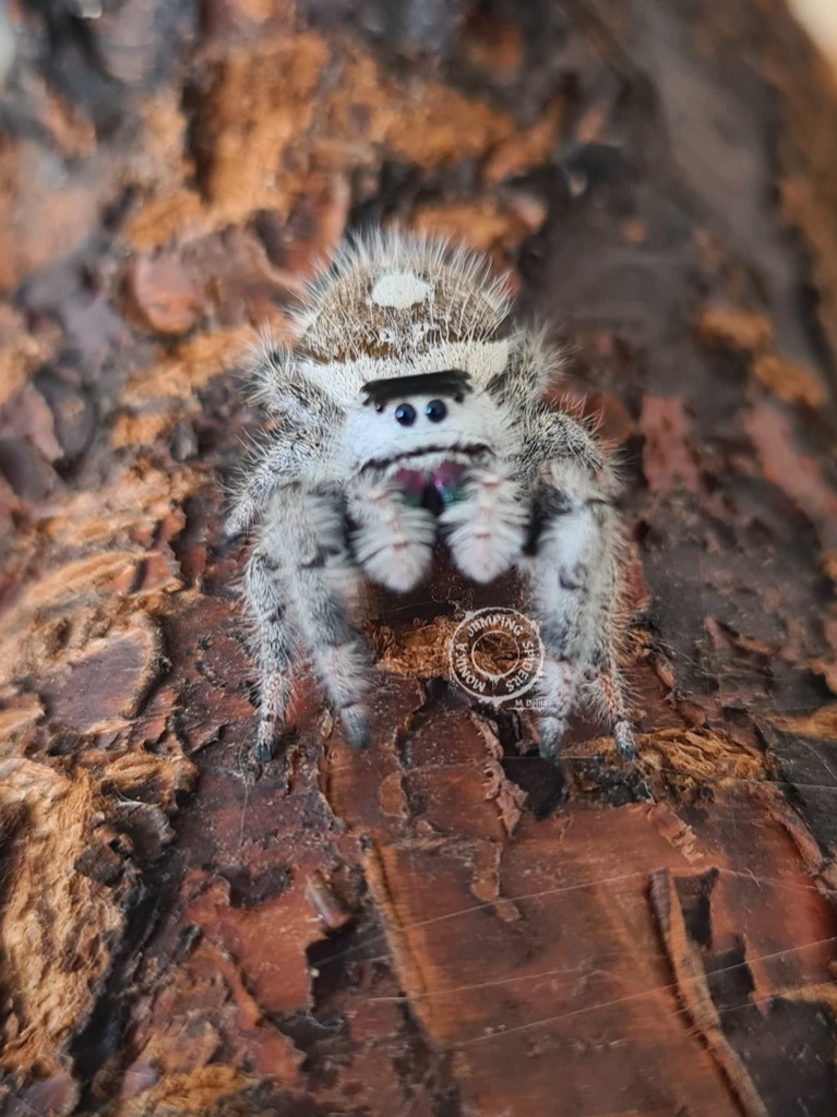 Skakun P.regius white Bahama l5 - piękny! | Częstochowa | Kup teraz na ...