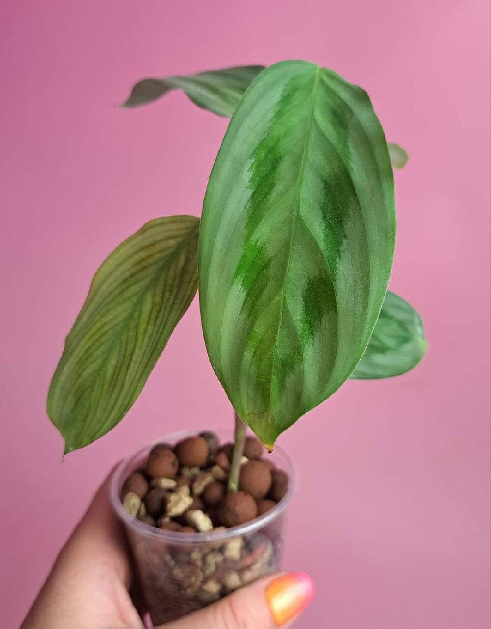 Maranta Cristata - Niska cena na Allegro.pl