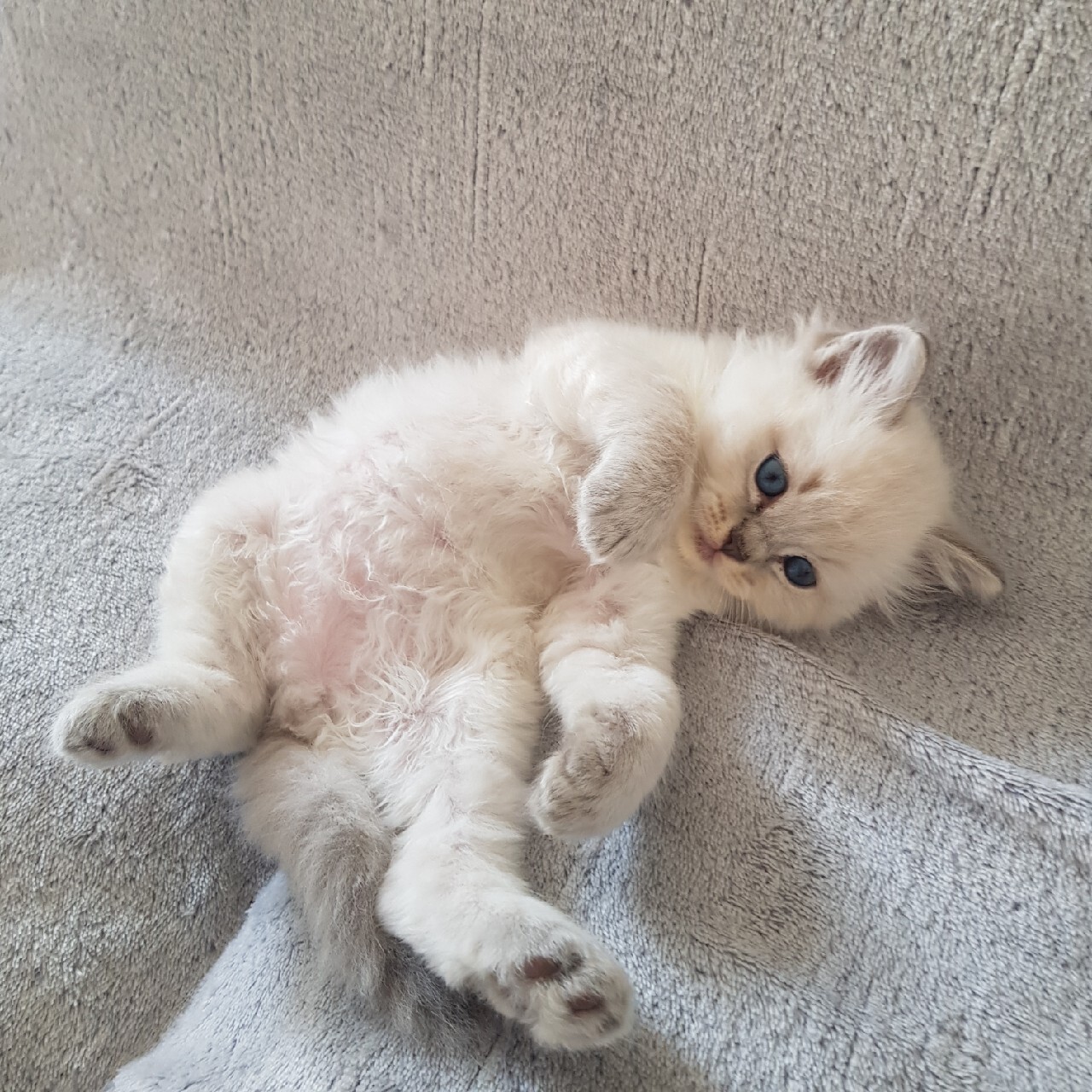 Koty rasy Ragdoll | Tarnów | Kup teraz na Allegro Lokalnie