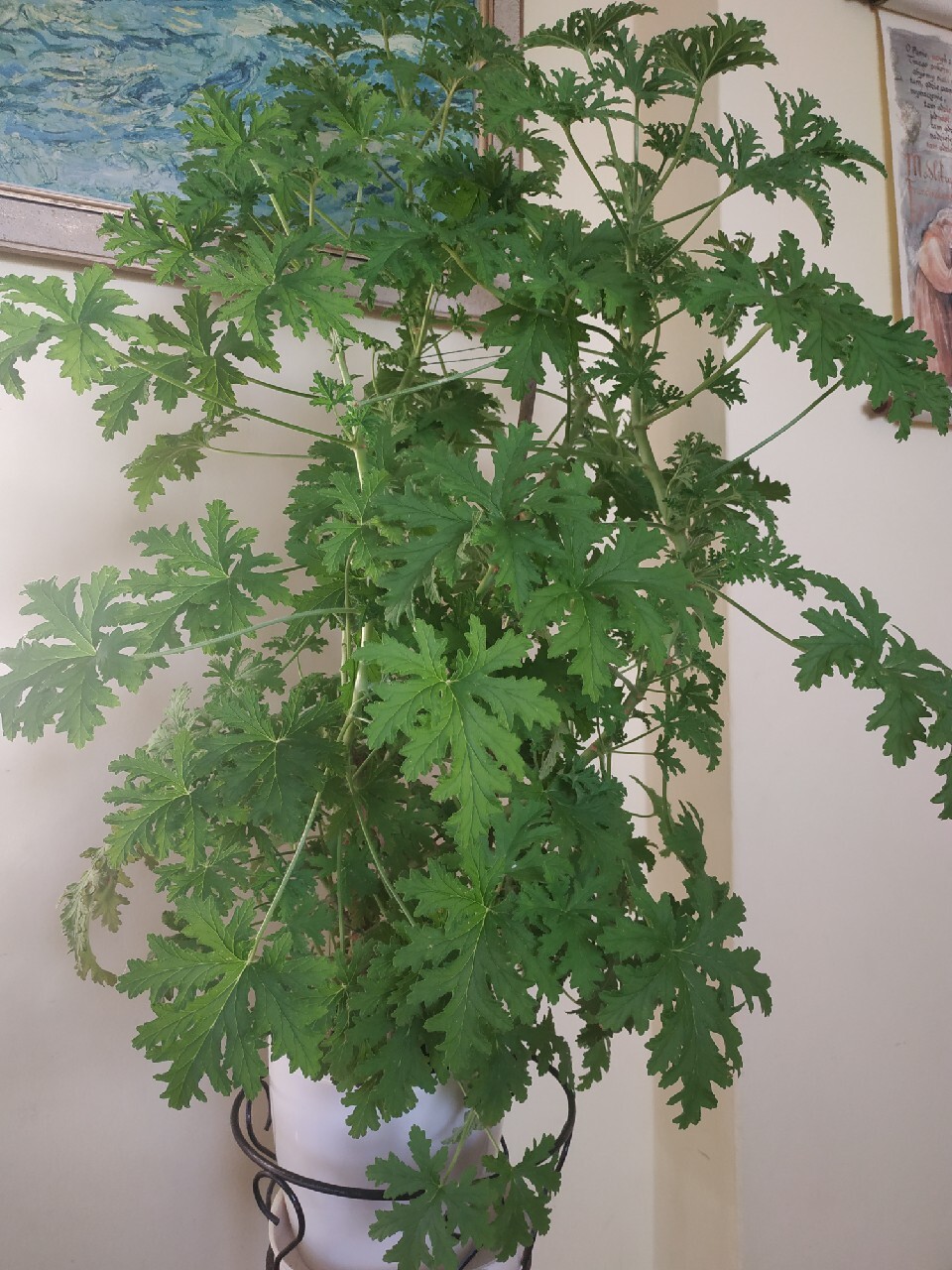 Piękne,gęste, XXL geranium, anginka, cytrynka | Kobyłka | Kup teraz na ...