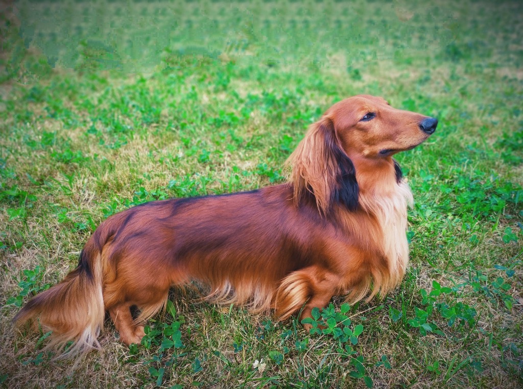 Jamnik Długowłosy Miniaturowy reproduktor | Skarżysko-Kamienna ...