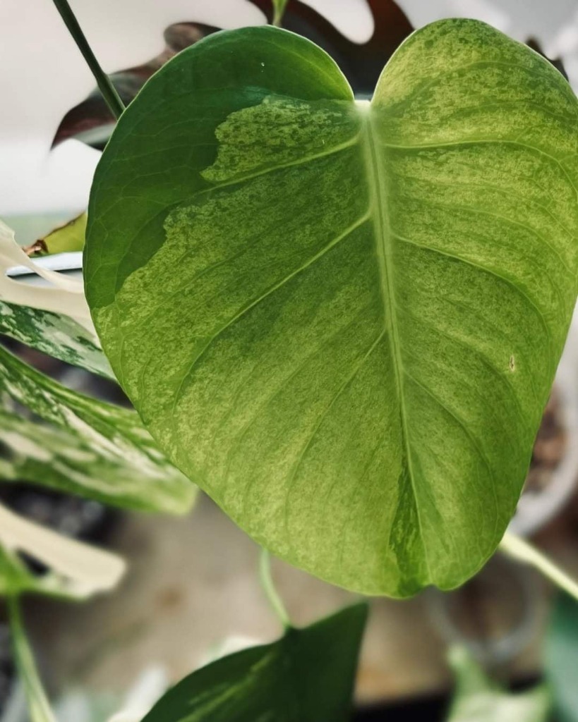 Monstera Deliciosa Yellow Mint/Lime/GOG | Łobez | Kup teraz na Allegro ...