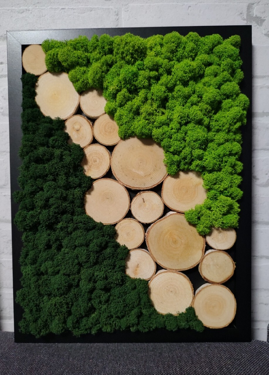 Prezent obraz mech chrobotek ramka 23x32cm | Ruda Śląska | Kup teraz na ...