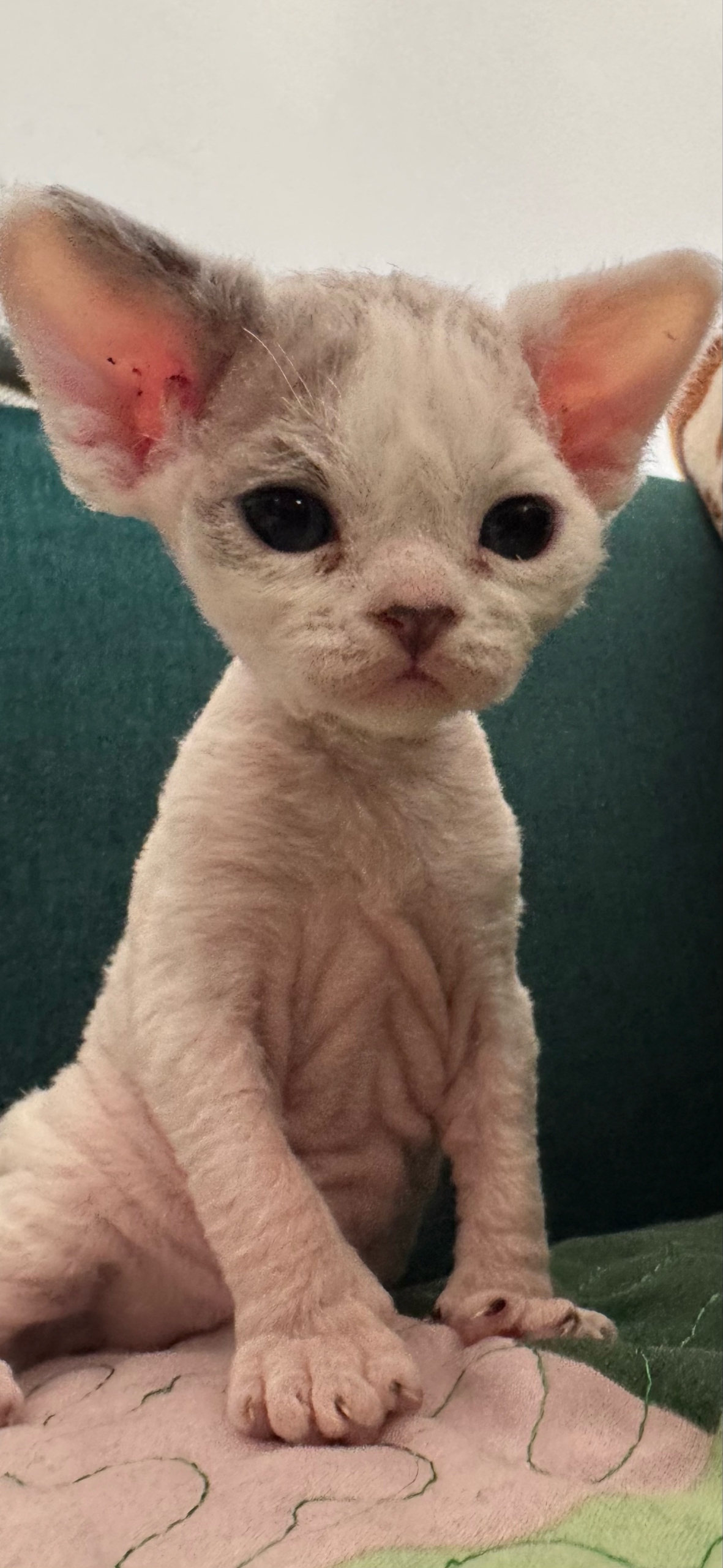 Szukasz "Kot Devon Rex" w Koty na sprzedaż, do oddania i adopcji ...