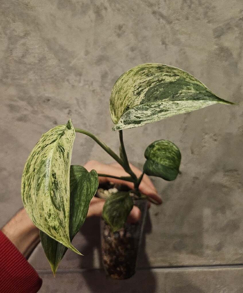 Scindapsus - Niska cena na Allegro.pl