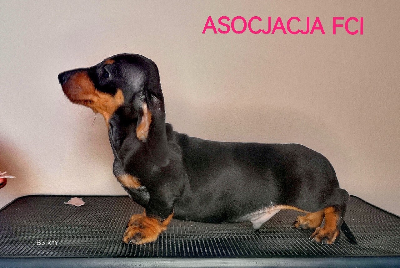 Jamnik Krótkowłosy Miniaturowy/Króliczy ZKwP | Wrocław | Ogłoszenie na Allegro Lokalnie