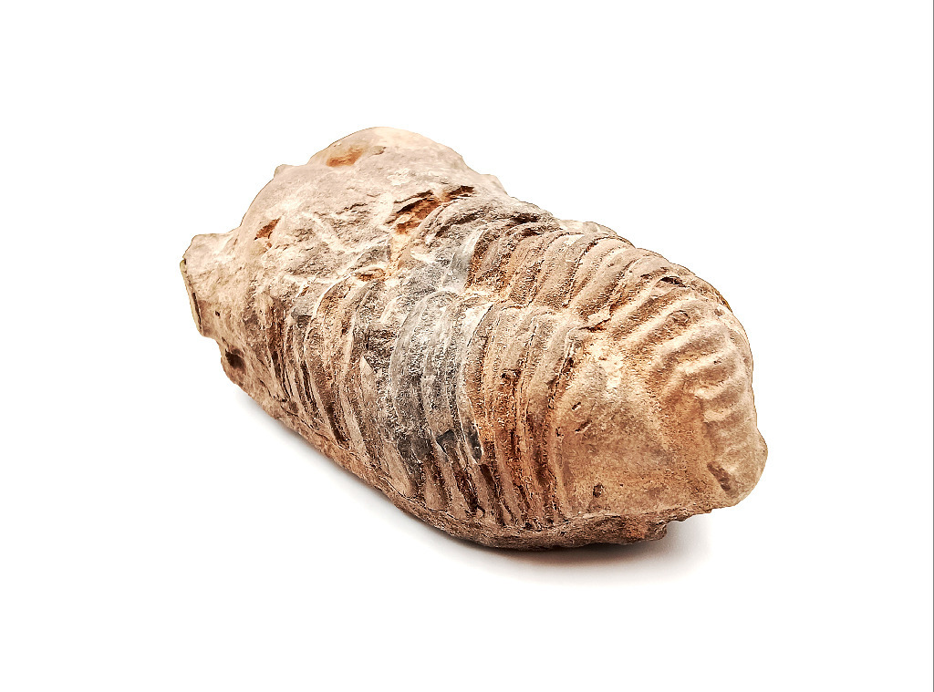 Trylobit skamielina Trilobita miliony lat ziemi prehistoria prezent ...