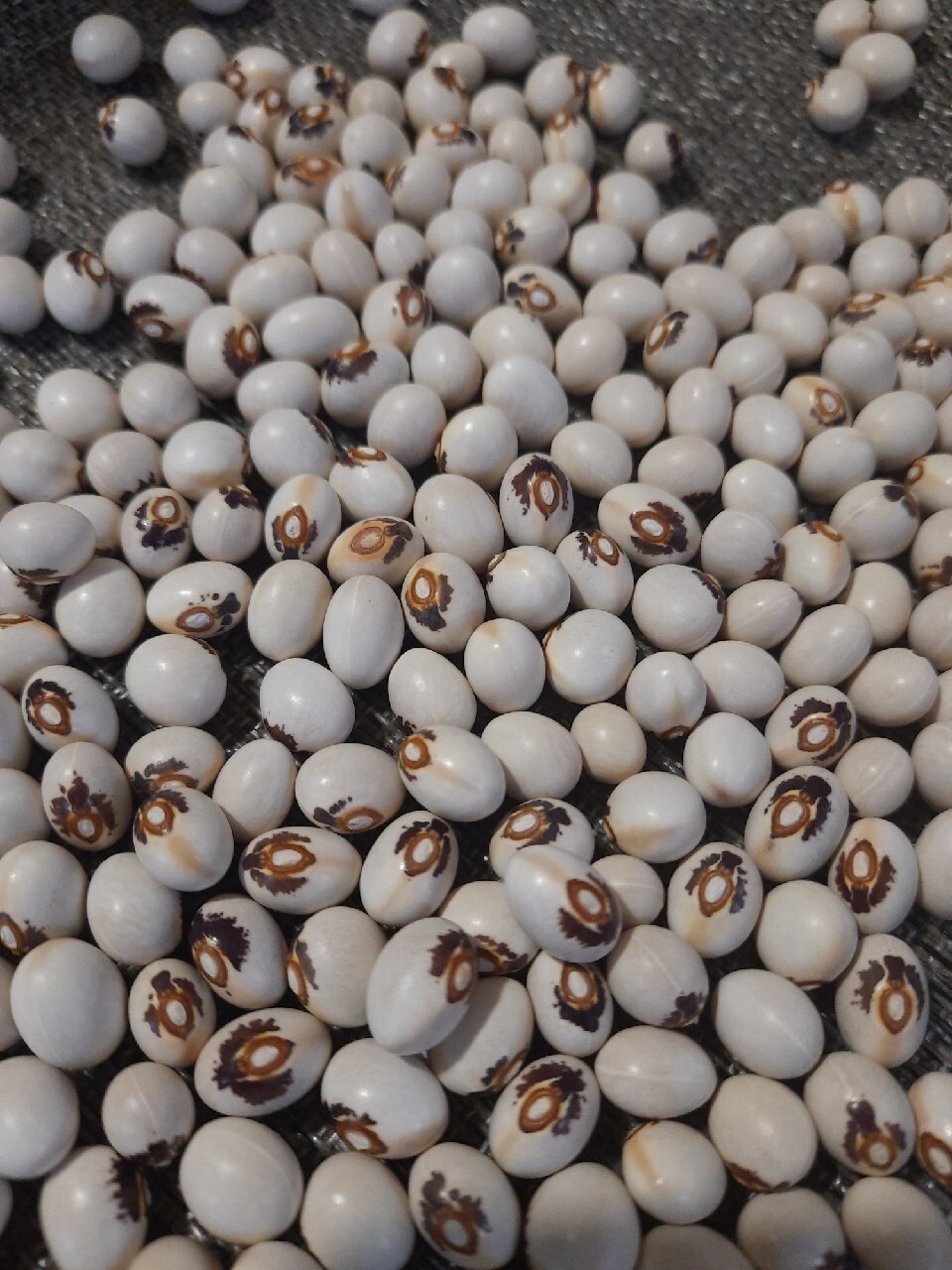 Fasolka eucharystyczna,fasola z hostią,monstrancja | Nawojowa | Kup ...