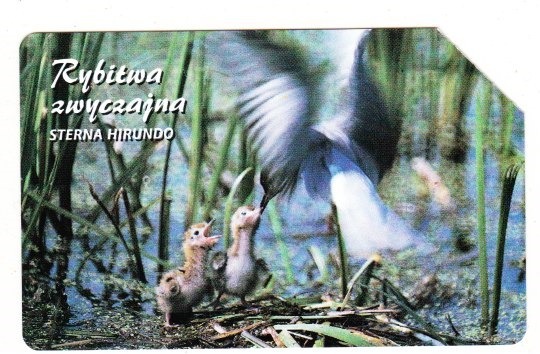 Zwierzeta chronione w Polsce 15 Rybitwa | PŁOTY | Kup teraz na Allegro Lokalnie