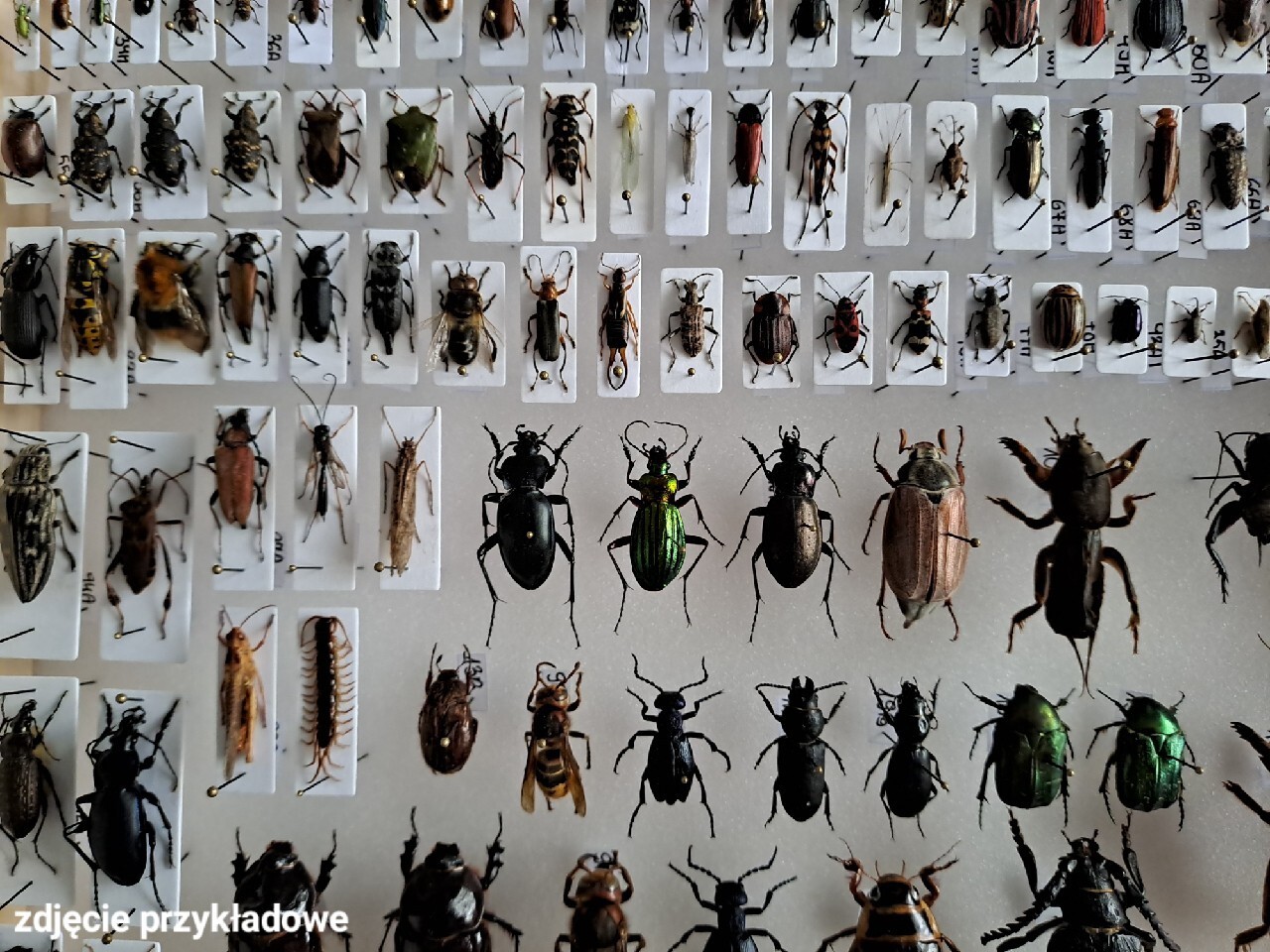 Spreparowane owady/stawonogi | Bełchatów | Ogłoszenie na Allegro Lokalnie