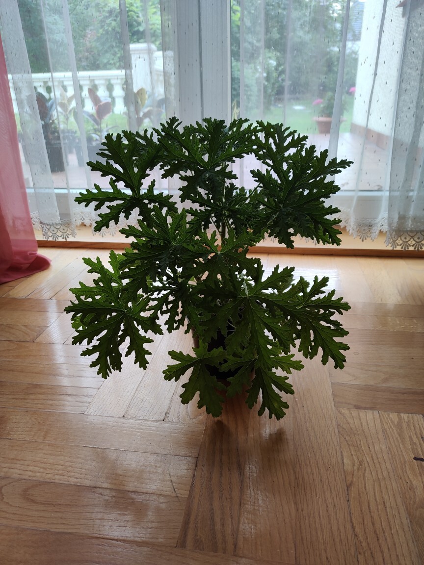 Geranium Anginka Anginowiec | Dębica | Kup teraz na Allegro Lokalnie