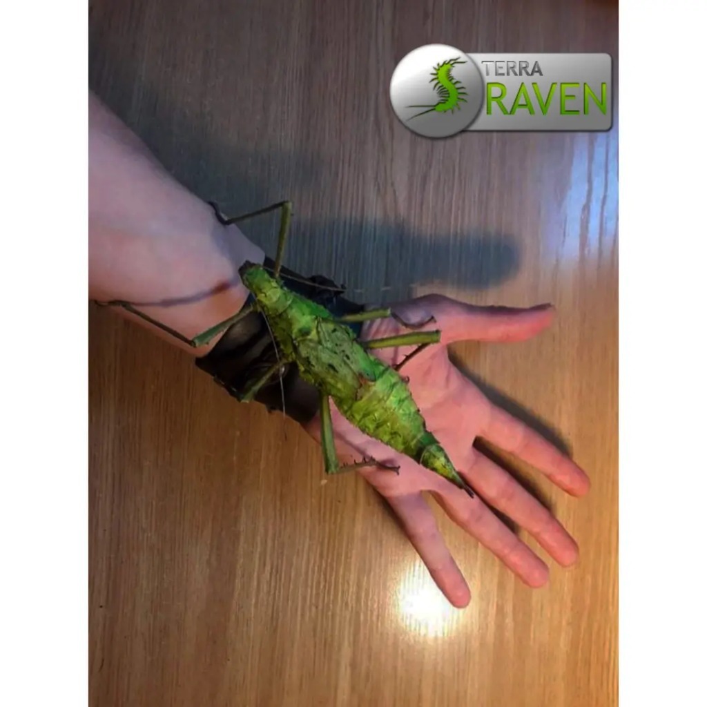 Straszyk olbrzymi Heteropteryx dilatata Parki | Warszawa | Kup teraz na ...