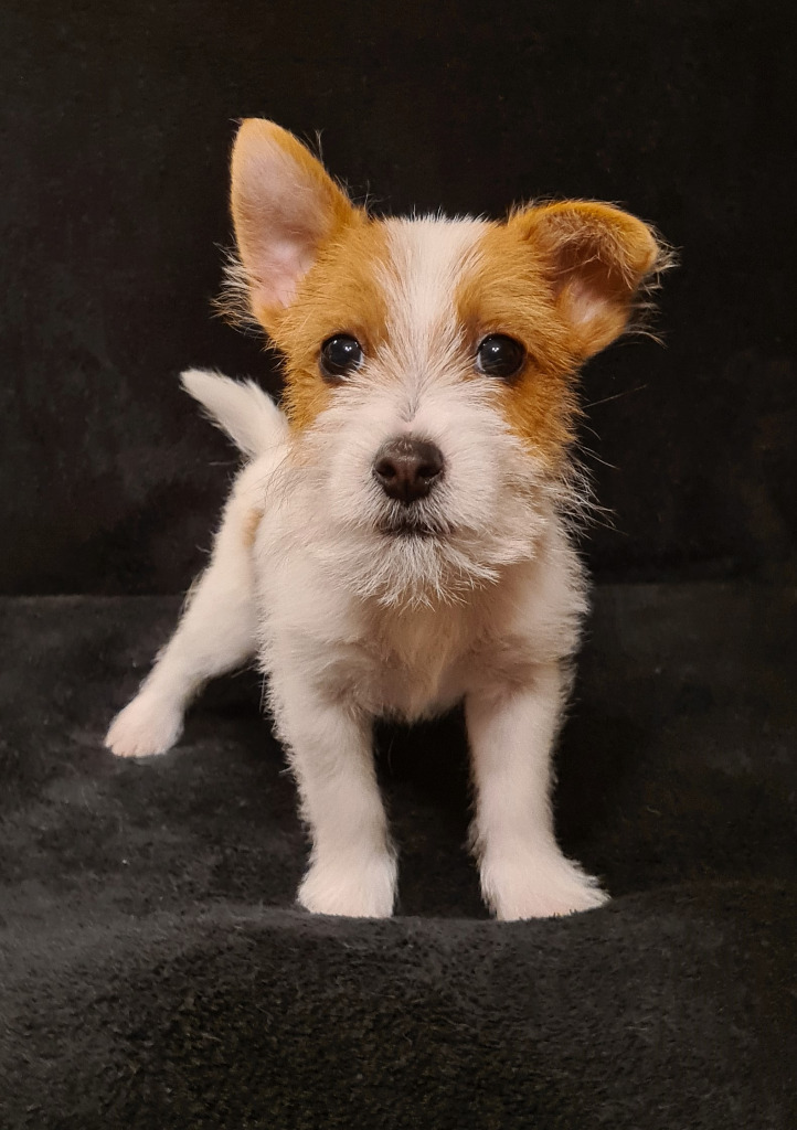 Jack Russell Terrier szorstkowłosy FCI ZKwP | Gostynin | Ogłoszenie na ...