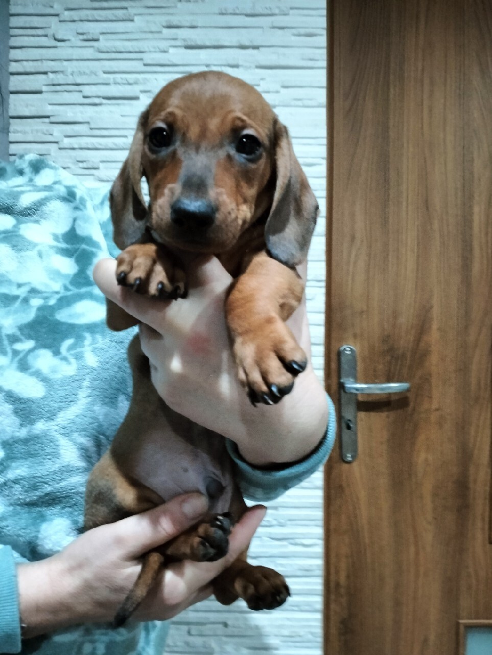 Jamniki,jamniczek,piesek | Sadowie | Ogłoszenie na Allegro Lokalnie