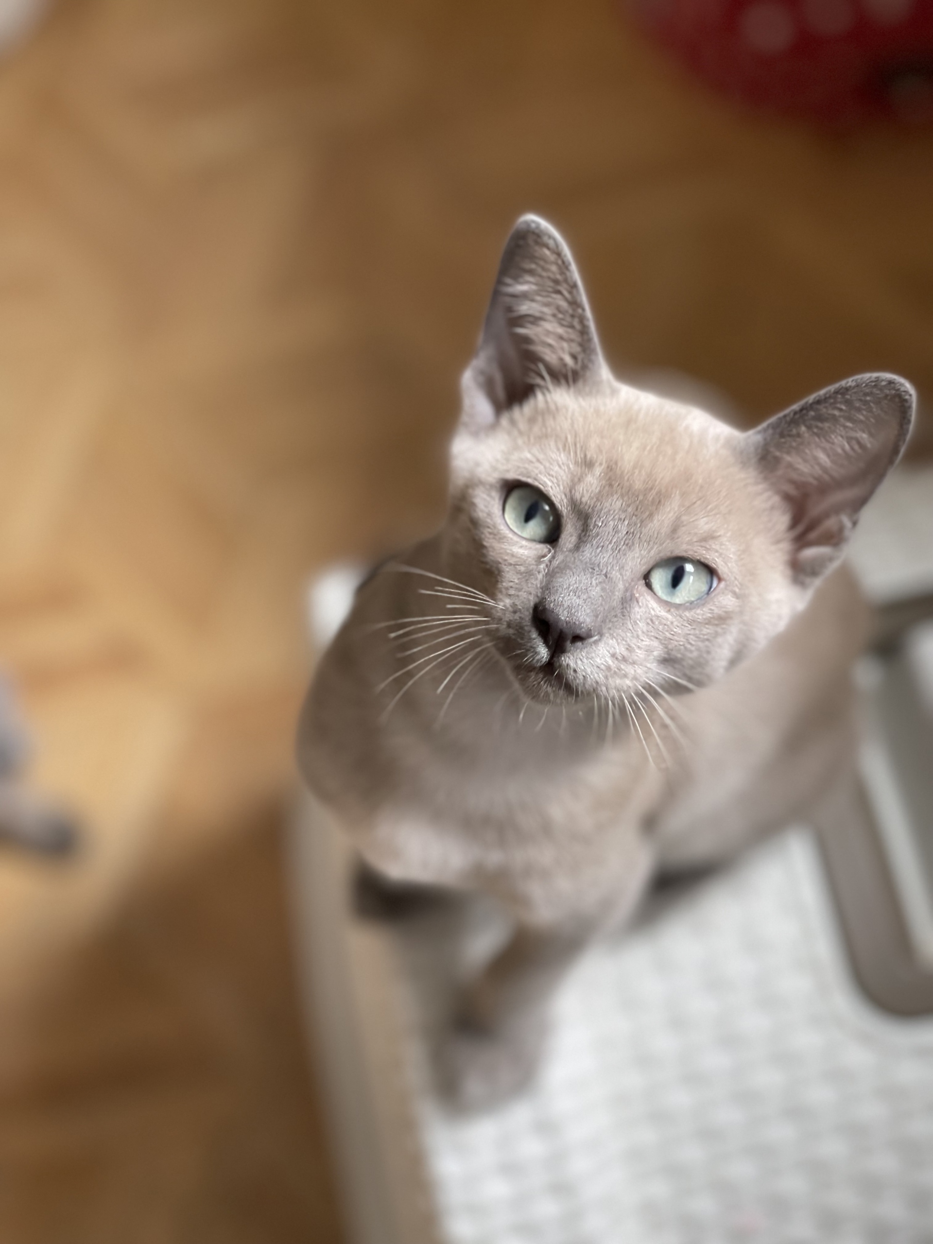 Koty, kocięta tonkijskie | Inowrocław | Ogłoszenie na Allegro Lokalnie