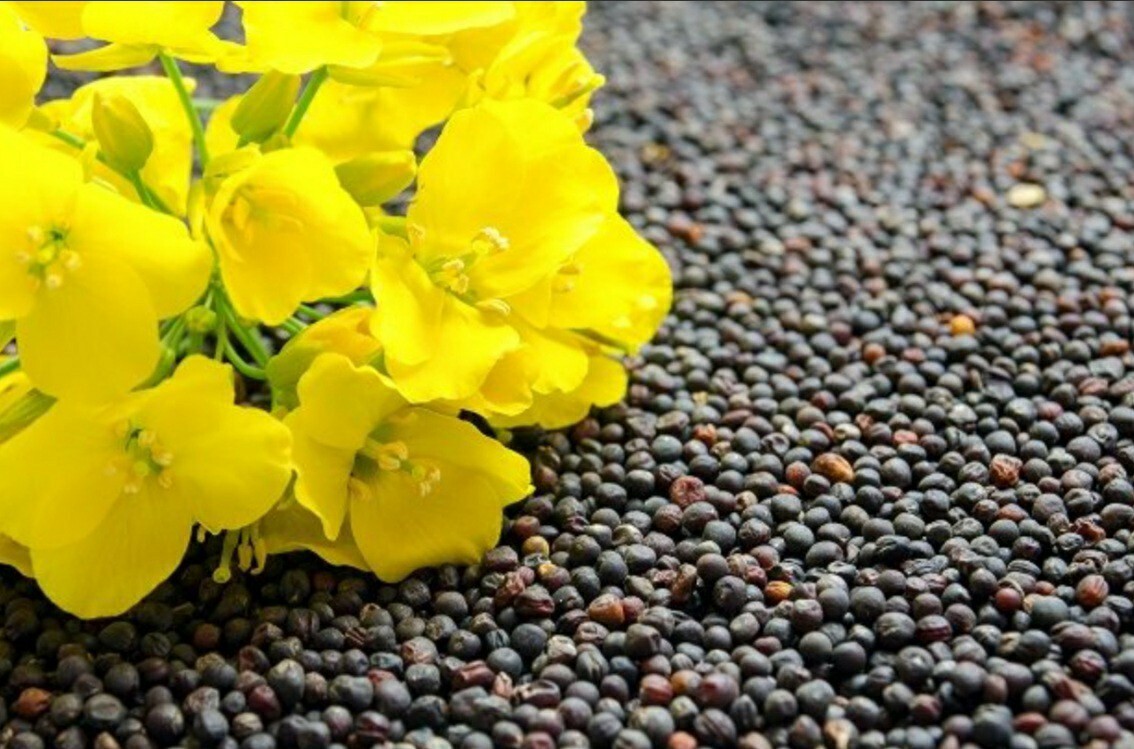 Rzepak Nasiona 1kg - Niska cena na Allegro.pl