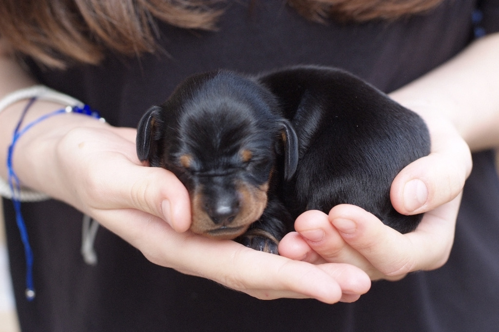 Szukasz "Jamniki / Jamnik Miniaturowy" w Psy na sprzedaż, do oddania i adopcji - ogłoszenia na ...