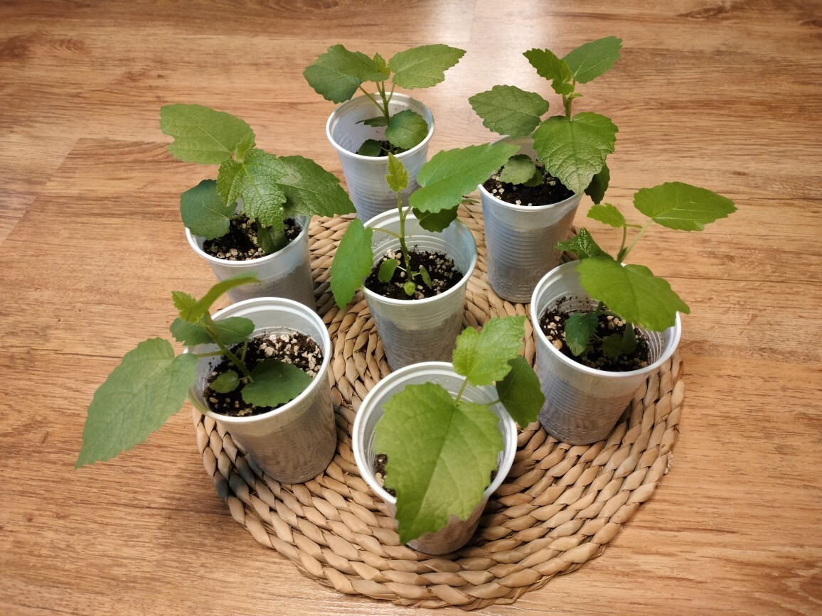 Sadzonki figi | Oświęcim | Kup teraz na Allegro Lokalnie