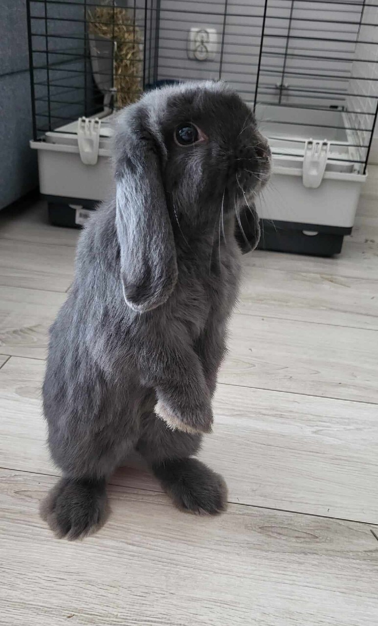 Królik mini lop barwy niebieskiej | Siechnice | Ogłoszenie na Allegro ...