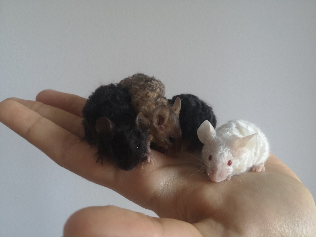 Myszy Rasowe, Myszki Rasowe, Myszy, Myszki | Olsztyn | Ogłoszenie na ...