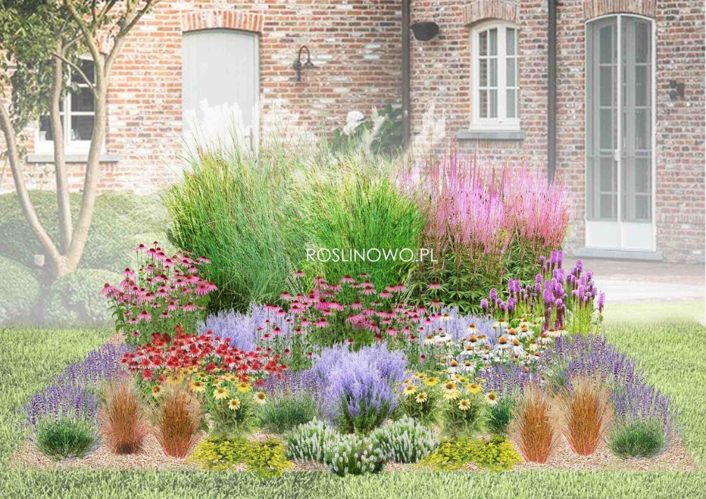 Jeżówka Rabata - zestaw 60 bylin + projekt | Jaworsko | Kup teraz na ...