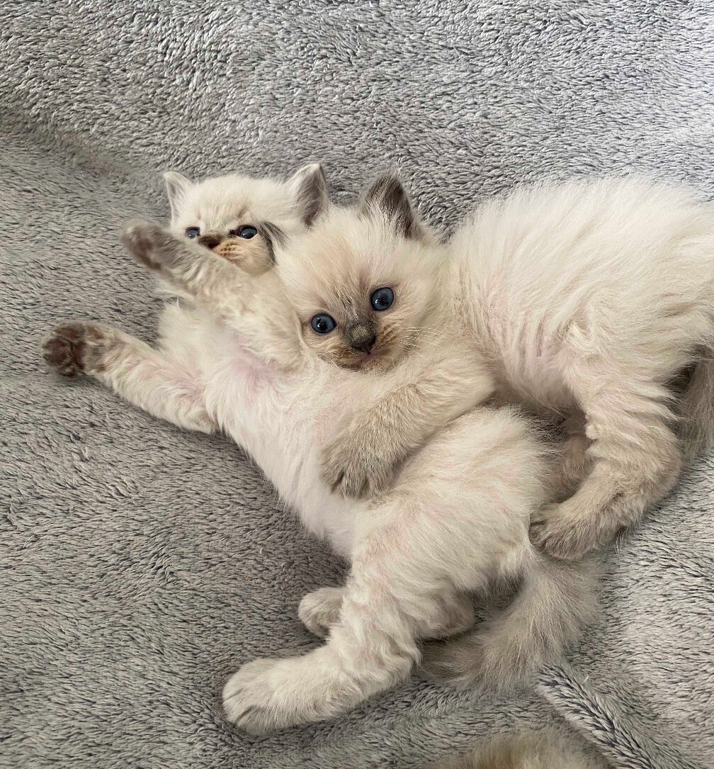 Koty rasy Ragdoll | Tarnów | Kup teraz na Allegro Lokalnie