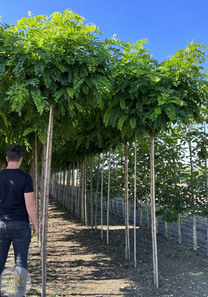 Robinia Akacjowa / 'Umbraculifera' / P200cm 8-12cm | Sękocin Stary ...