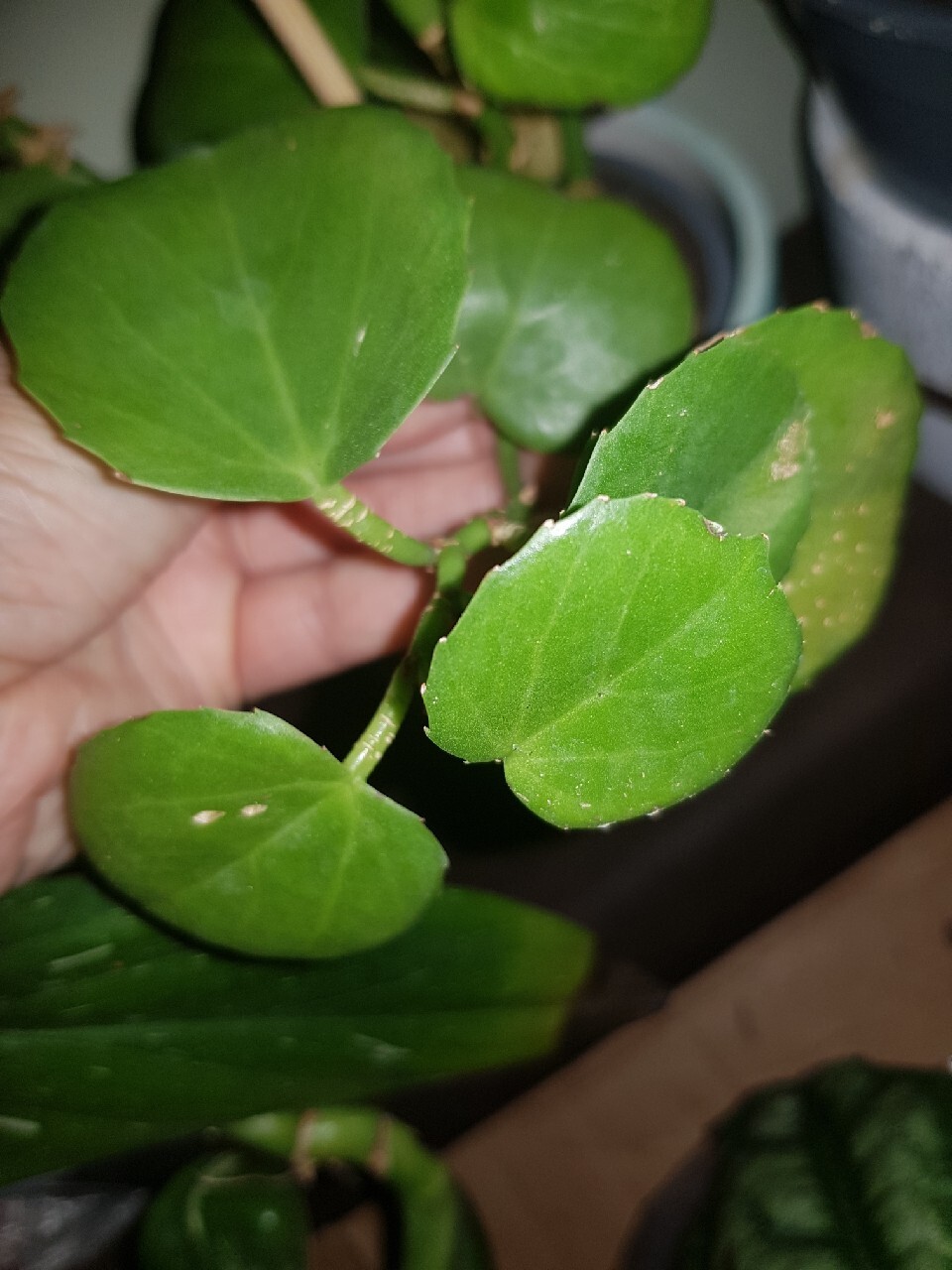 CISsUS rotundifolia, cisus cukrowy cięty | Starachowice | Kup teraz na ...