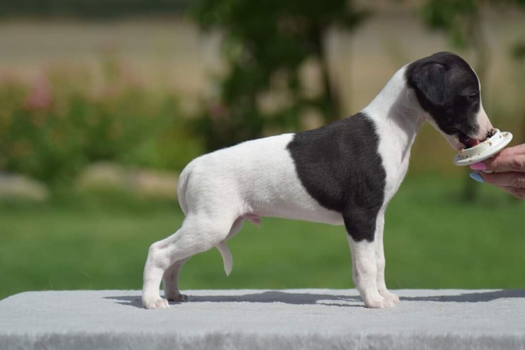 Chart Angielski Whippet | Rogów | Kup teraz na Allegro Lokalnie