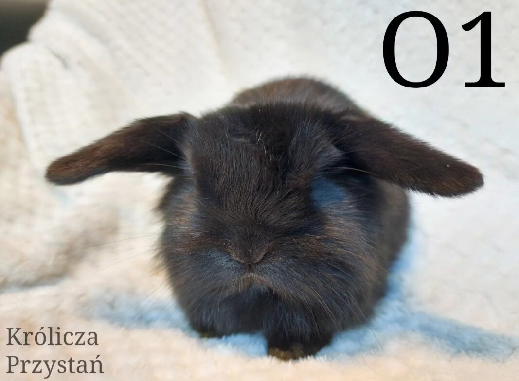 Królik Baranek Miniaturka MINI LOP karzełek baran | Włóki | Ogłoszenie ...