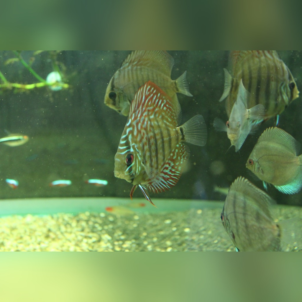 Ryby dyskowce paletki młode powyżej 8 cm | Olkusz | Ogłoszenie na ...